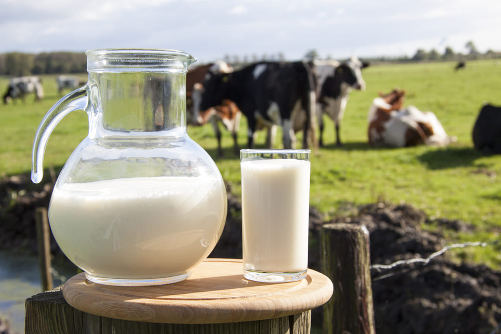 Canada has opened its market for Ukrainian milk and dairy products ...